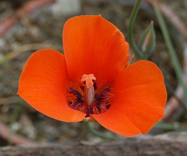 Calochortus kennedyi | North American Rock Garden Society
