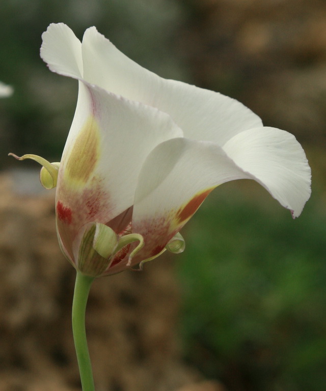 Calochortus venustus | North American Rock Garden Society