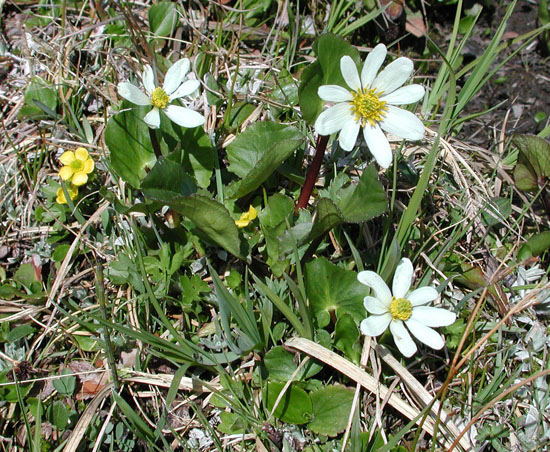 Caltha leptosepala | North American Rock Garden Society