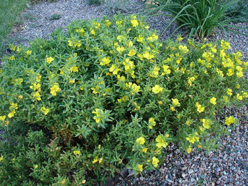 Calylophus serrulatus | North American Rock Garden Society