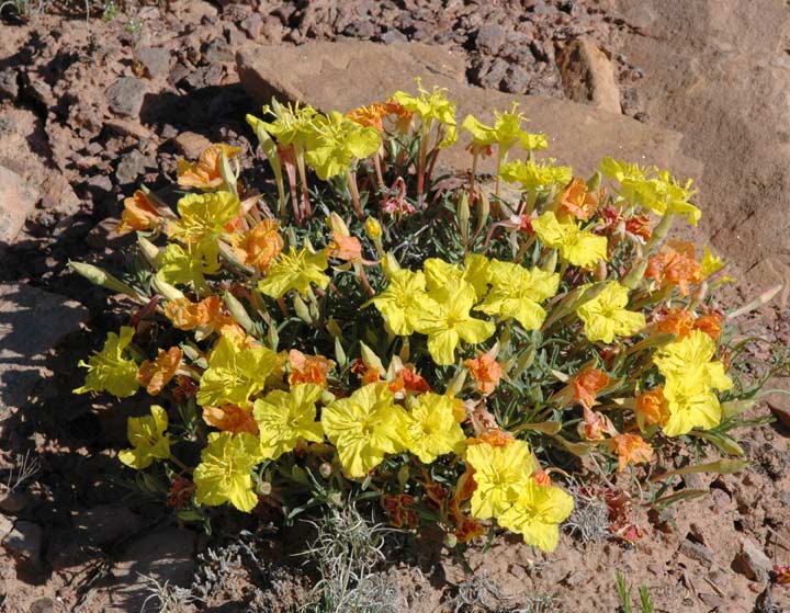 Calylophus lavandulifolius | North American Rock Garden Society