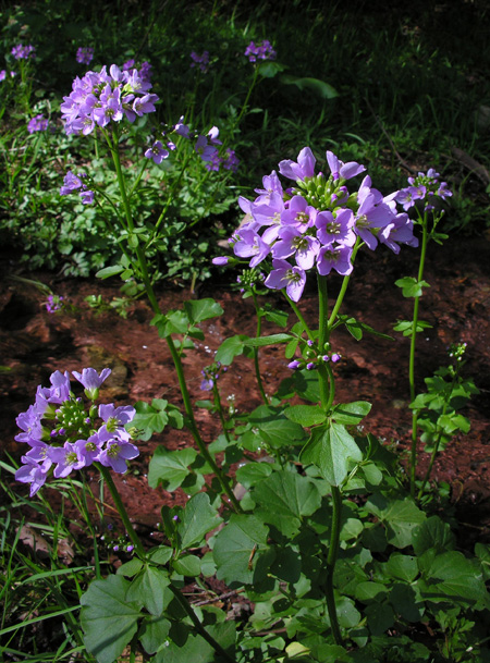 Cardamine raphanifolia | North American Rock Garden Society