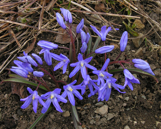 Chionodoxa sardensis | North American Rock Garden Society