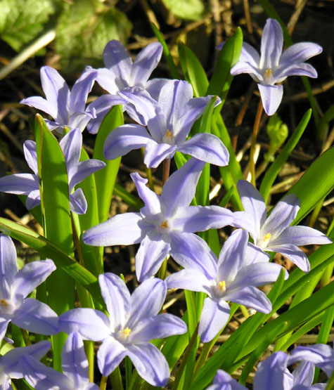 Chionodoxa lochiae | North American Rock Garden Society