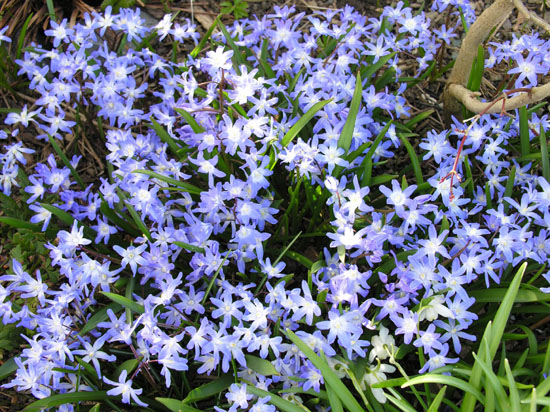 Chionodoxa luciliae | North American Rock Garden Society