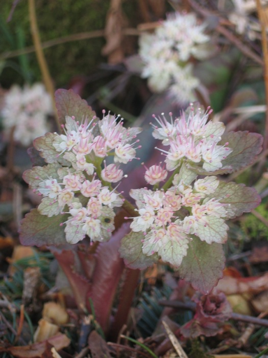 Chrysosplenium macrophyllum | North American Rock Garden Society