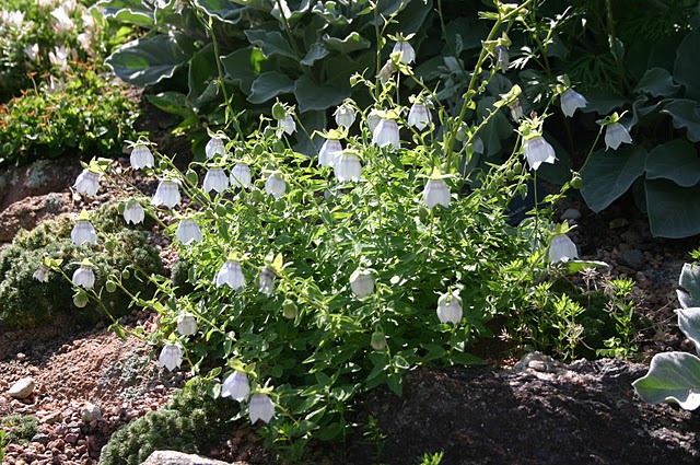 Codonopsis clematidea | North American Rock Garden Society