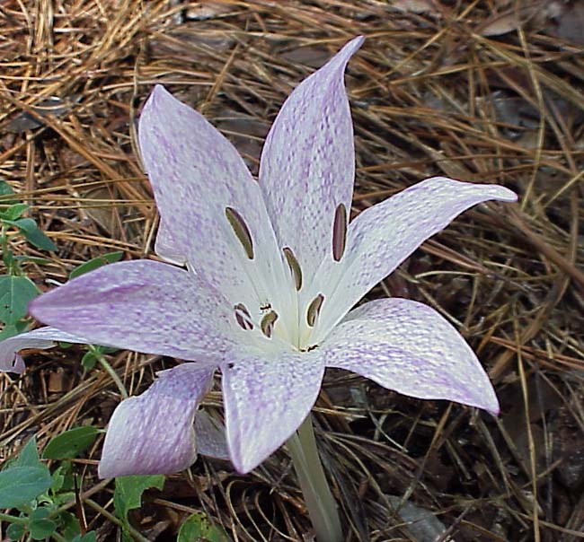 Colchicum macrophyllum | North American Rock Garden Society