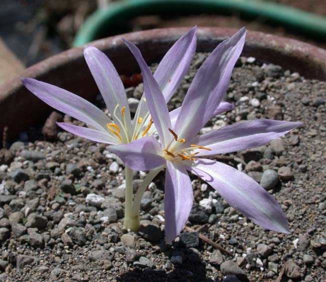 Colchicum neapolitanum | North American Rock Garden Society
