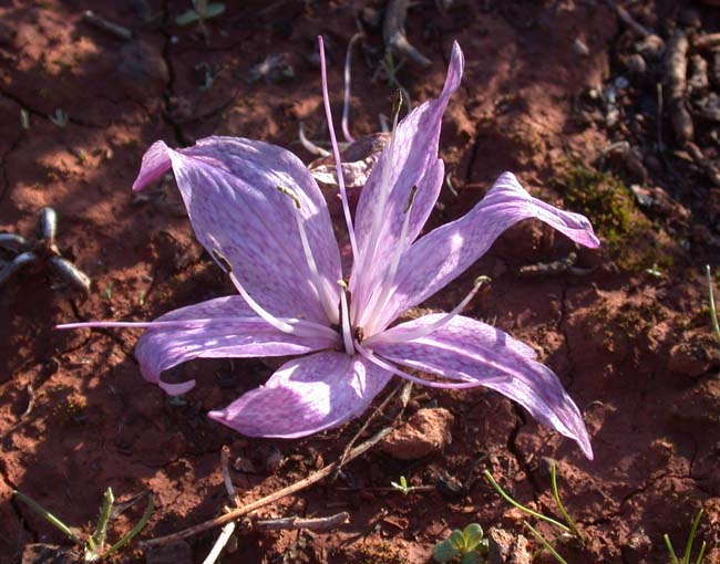 Colchicum variegatum | North American Rock Garden Society