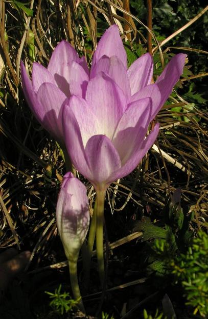 Colchicum 'The Giant' | North American Rock Garden Society