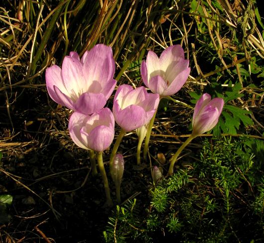 Colchicum 'The Giant' | North American Rock Garden Society