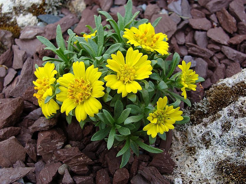 Hymenoxys lapidicola | North American Rock Garden Society
