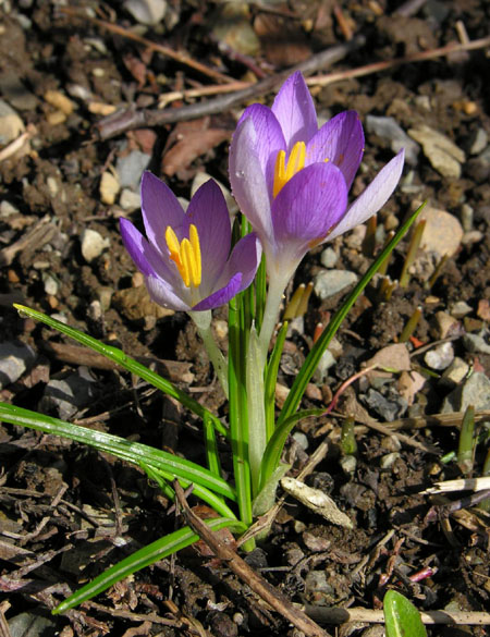 Crocus tommasinianus 'Roseus' | North American Rock Garden Society