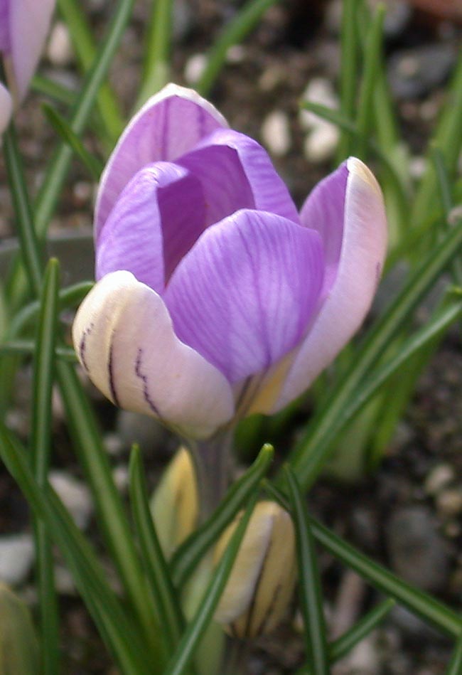Crocus imperati subsp. suaveolens | North American Rock Garden Society