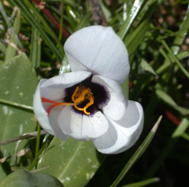 Crocus mathewii | North American Rock Garden Society