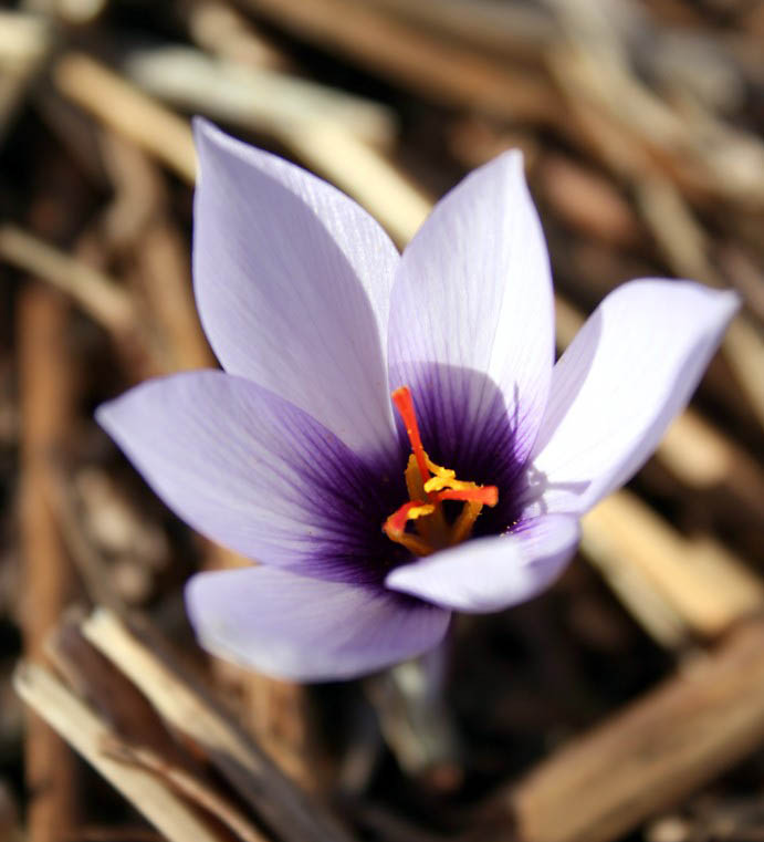 Crocus mathewii | North American Rock Garden Society