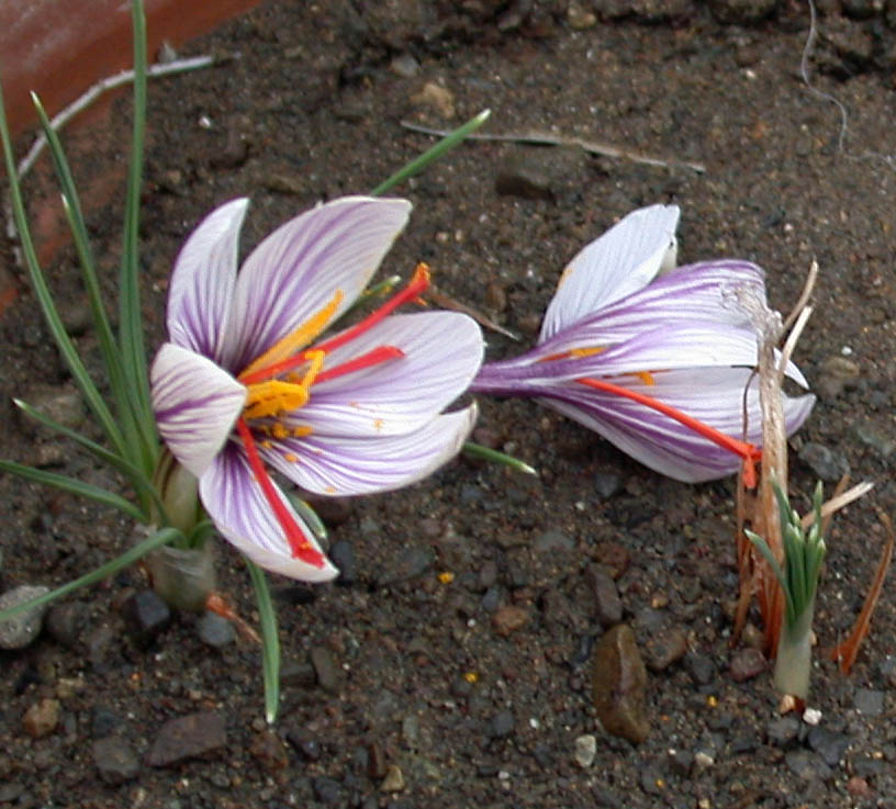 Crocus moabiticus | North American Rock Garden Society