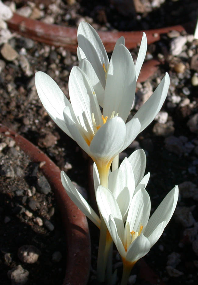 Crocus ochroleucus | North American Rock Garden Society