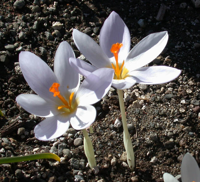 Crocus robertianus | North American Rock Garden Society