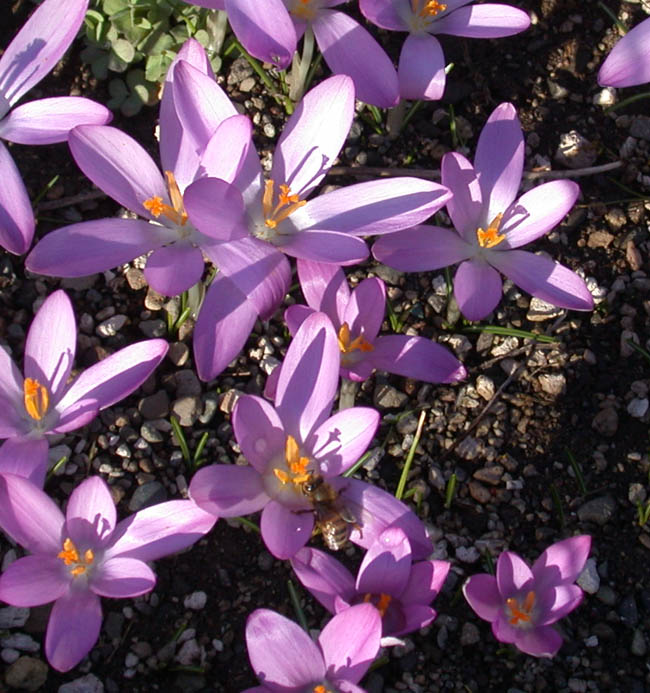Crocus tommasinianus 'Roseus' | North American Rock Garden Society
