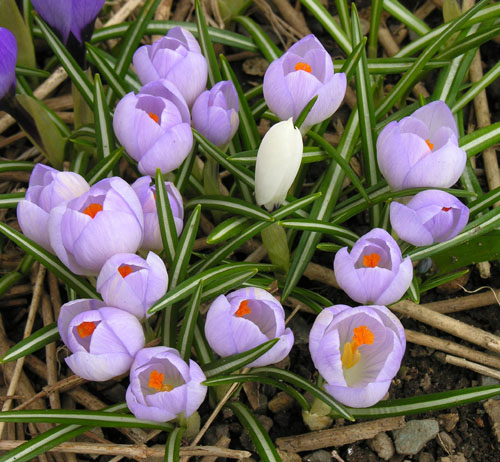 Crocus 'Little Dorritt' | North American Rock Garden Society