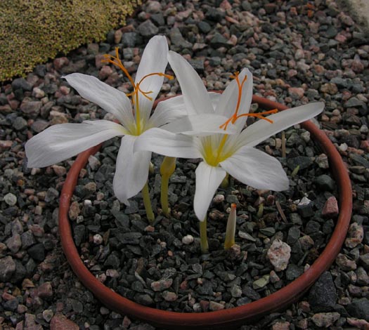 Crocus pulchellus 'Albus' | North American Rock Garden Society