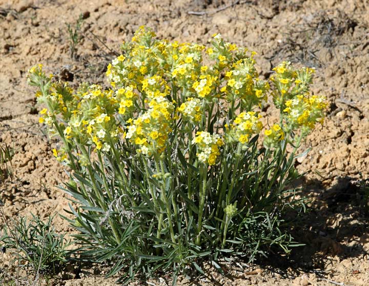 Cryptantha flava | North American Rock Garden Society