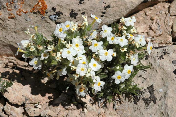 Cryptantha sp. | North American Rock Garden Society