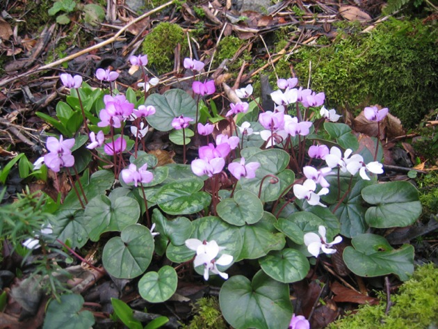 Cyclamen coum | North American Rock Garden Society
