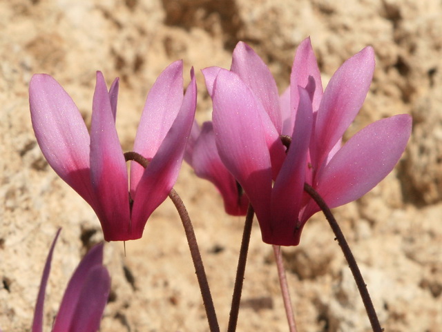 Cyclamen repandum | North American Rock Garden Society