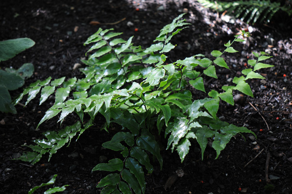 Cyrtomium fortunei | North American Rock Garden Society