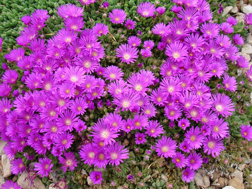 Delosperma 'Lesotho Pink' | North American Rock Garden Society