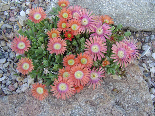 Delosperma dyeri 'Red Mountain' | North American Rock Garden Society