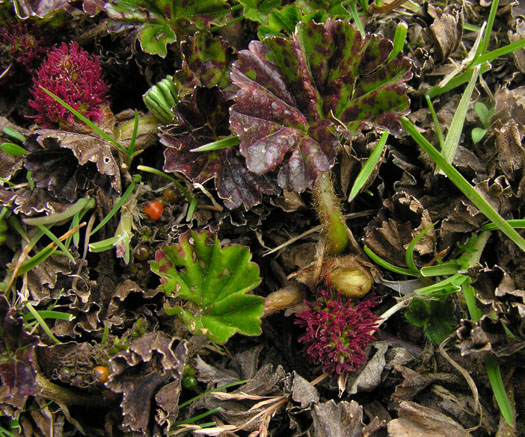 Gunnera aff. magellanica | North American Rock Garden Society
