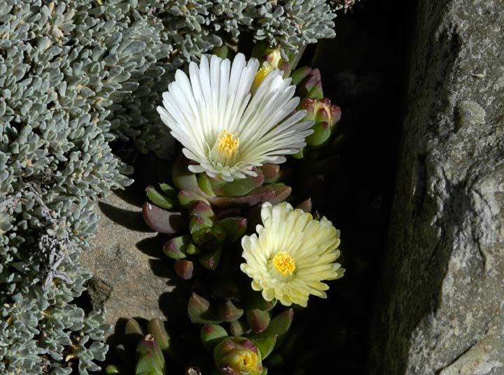 Delosperma basuticum White form | North American Rock Garden Society