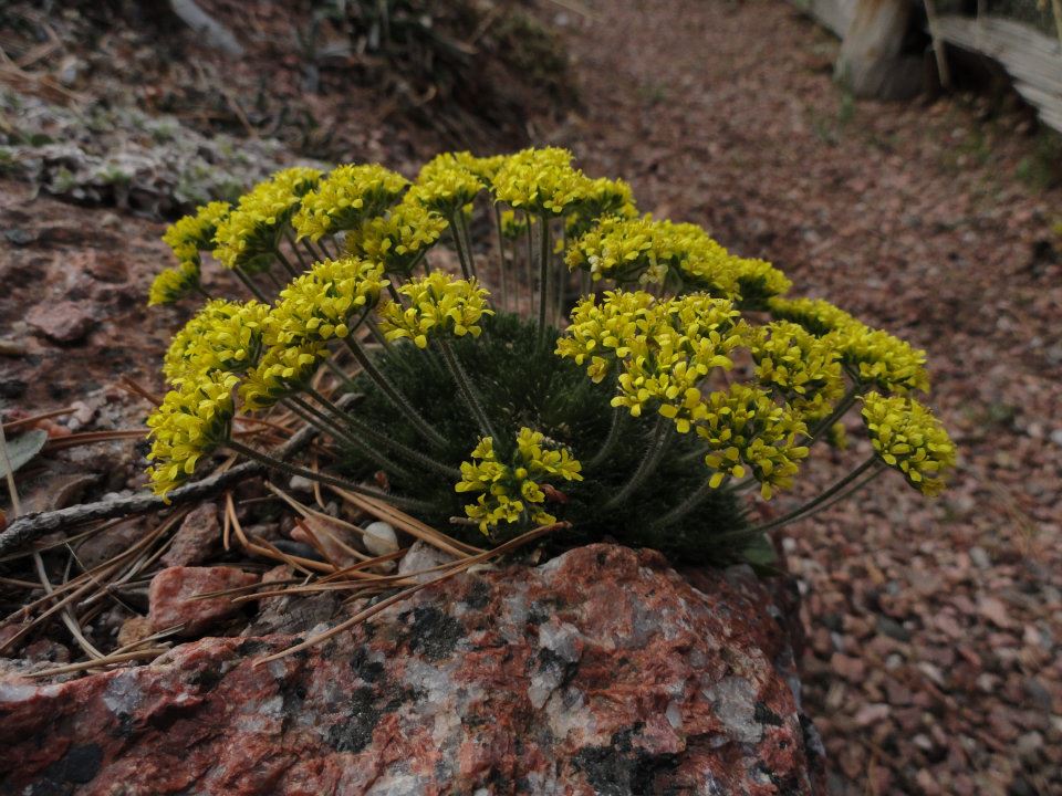 Draba hispanica | North American Rock Garden Society