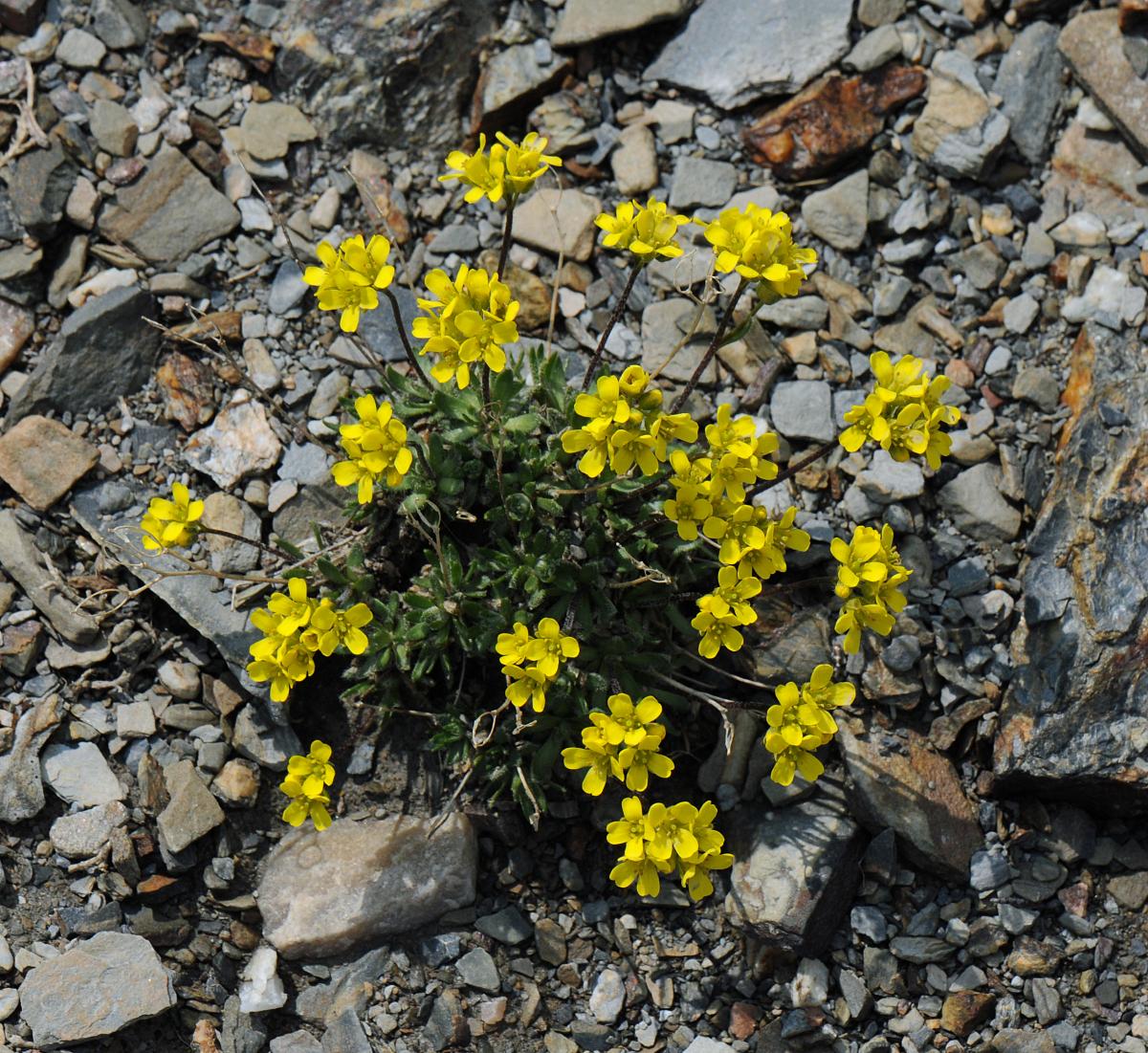 Draba incerta | North American Rock Garden Society