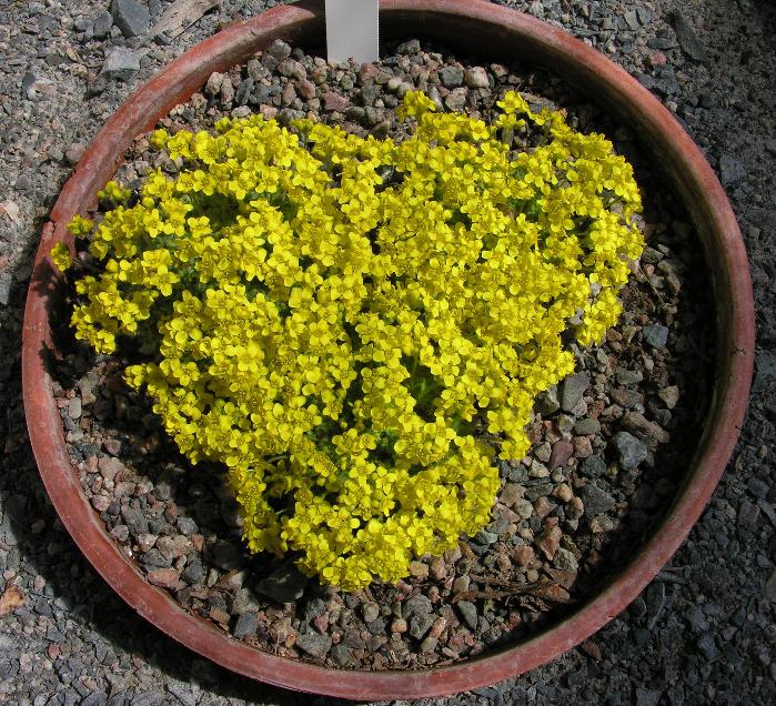 Draba polytricha | North American Rock Garden Society