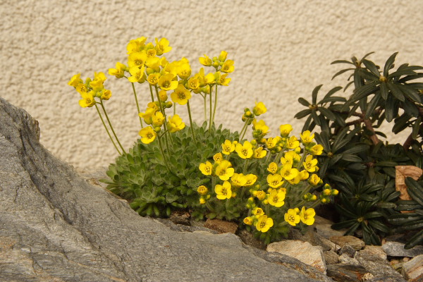 Draba polytricha | North American Rock Garden Society