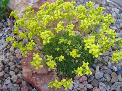 Draba rigida var. bryoides | North American Rock Garden Society