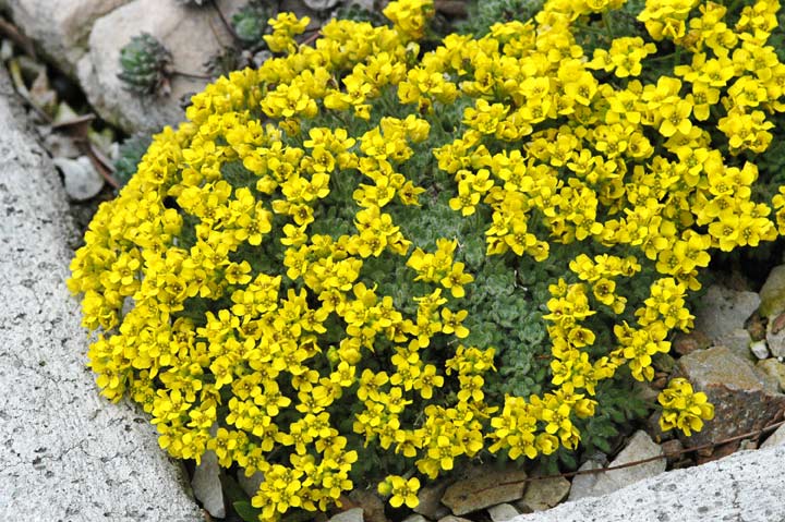 Draba cappadocica | North American Rock Garden Society