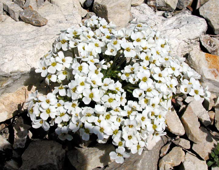 Draba dedeana | North American Rock Garden Society