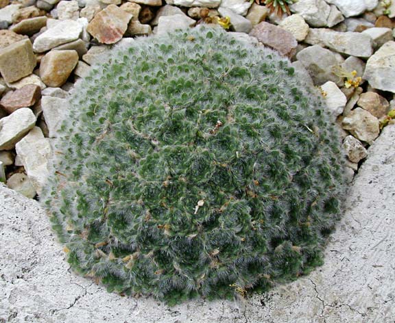 Draba polytricha | North American Rock Garden Society