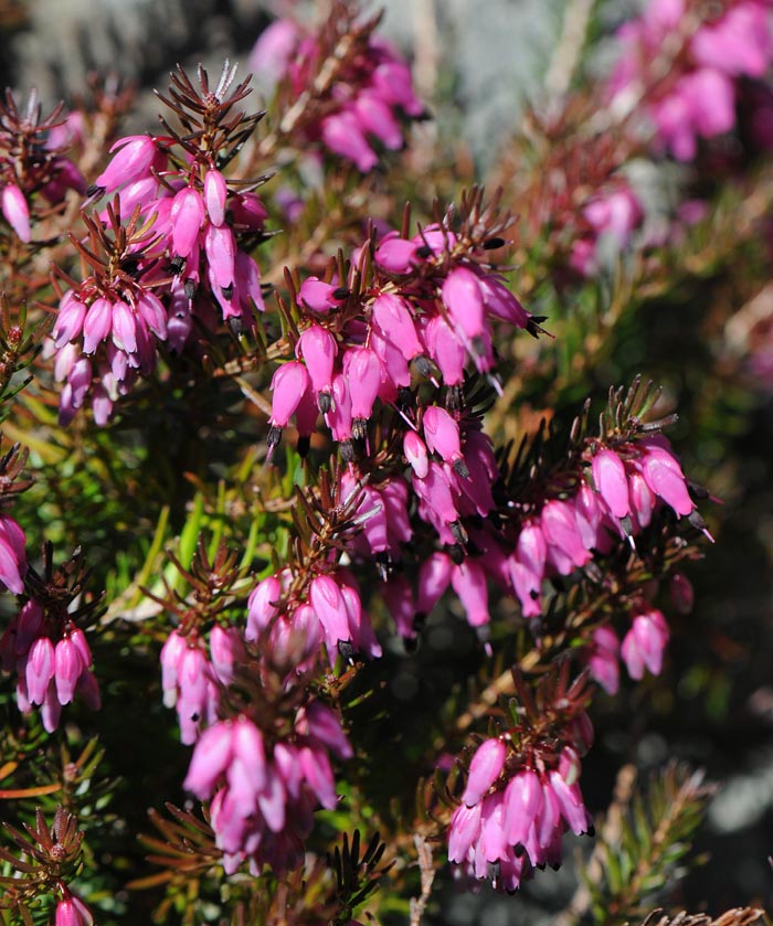Erica carnea 'Myretoun Ruby' | North American Rock Garden Society