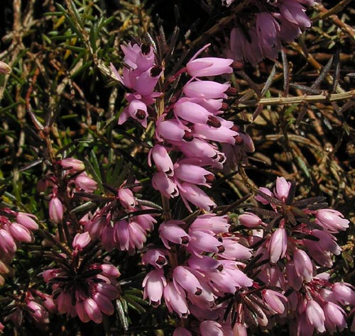 Erica carnea 'Springwood Pink' | North American Rock Garden Society