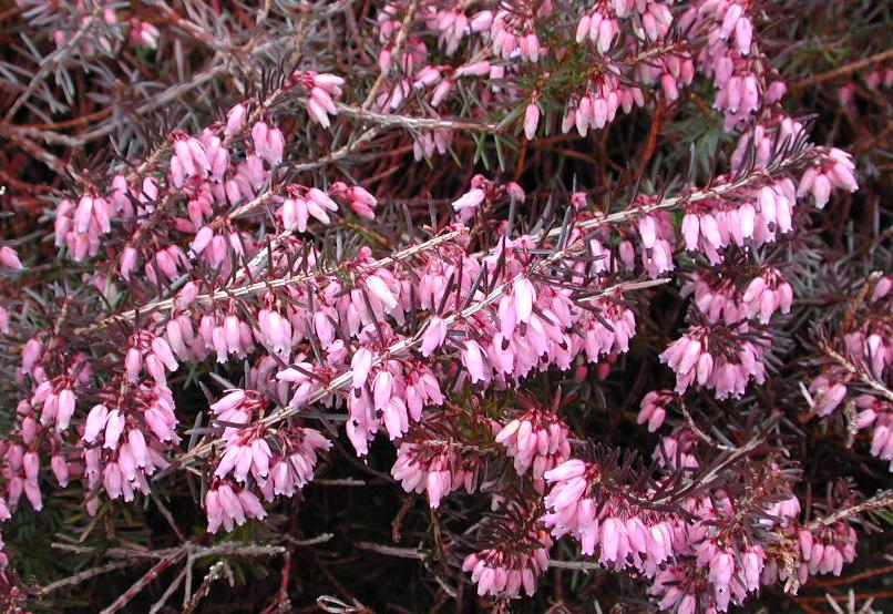 Erica carnea 'King George' | North American Rock Garden Society