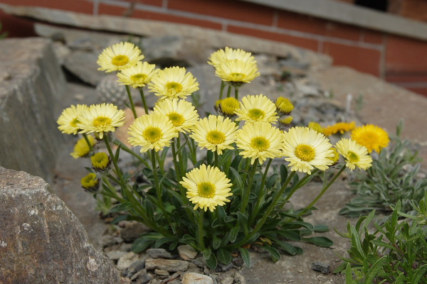 Erigeron aureus 'Canary Bird' | North American Rock Garden Society
