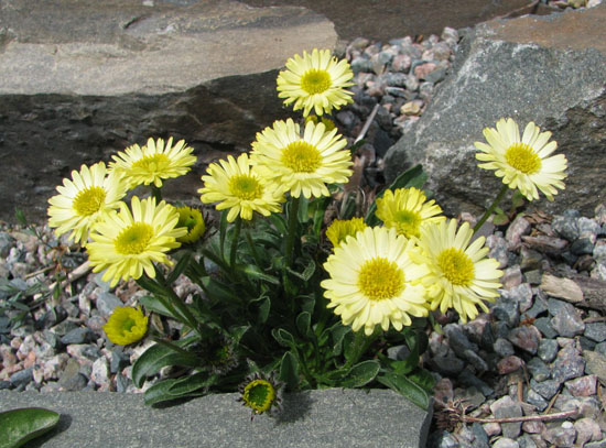 Erigeron aureus 'Canary Bird' | North American Rock Garden Society