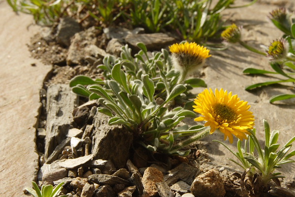 Erigeron aureus | North American Rock Garden Society